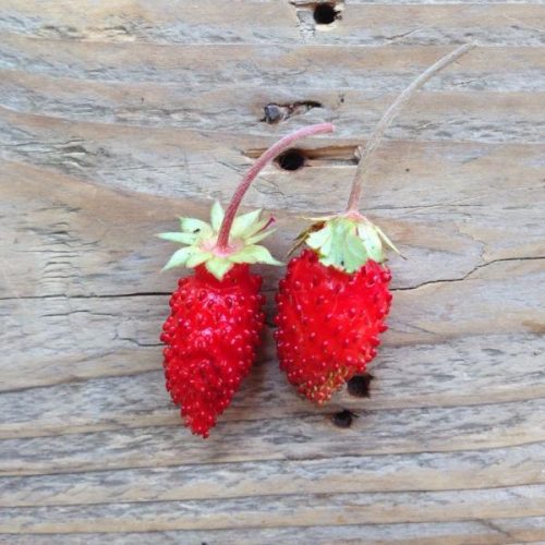 Alpine Strawberry 'Baron von Solemacher' from le petit jardin